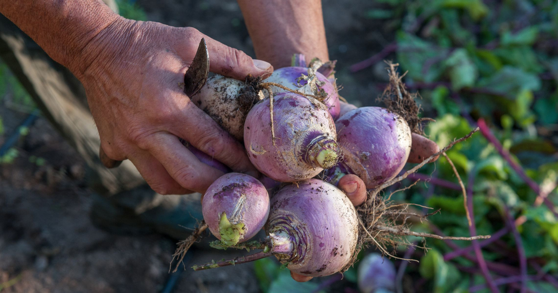 Finca El Quinto - Teneriffa, Spain | Good Travel
